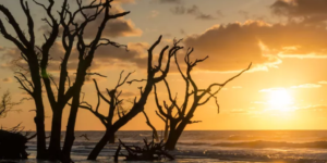 Bulls Island – Welcome to the #1 place for all your Experience, Travel ...